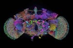 Fruit Fly Brain: Scientists Unveil First Detailed Map | CIO Women Magazine